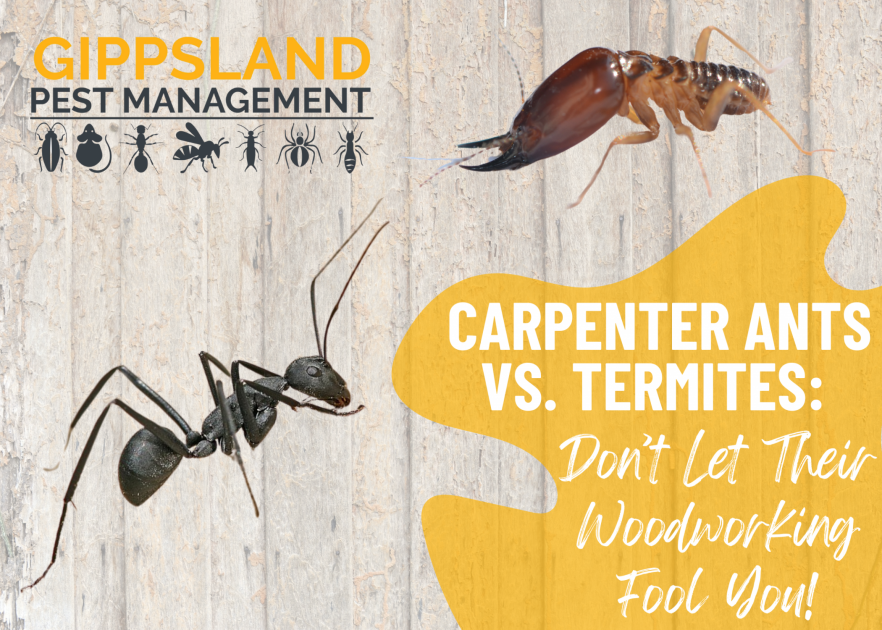 Termites Vs Ants War